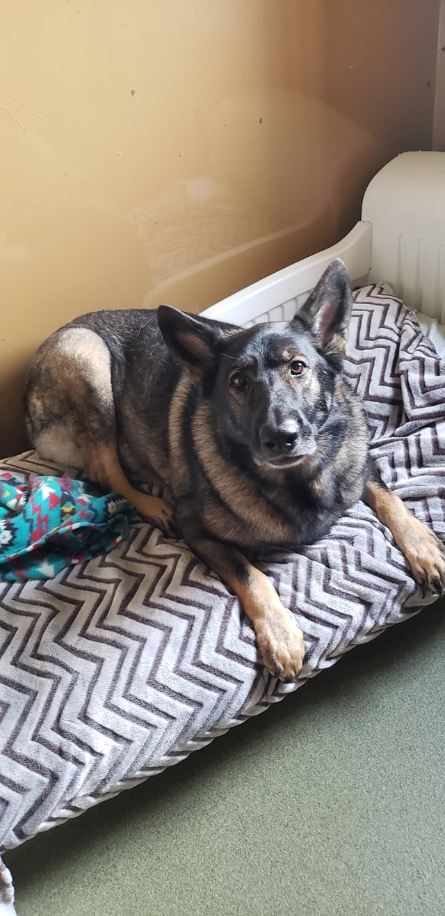 Pawsitively Paradise Pet Resort Photo Gallery | Angola, IN