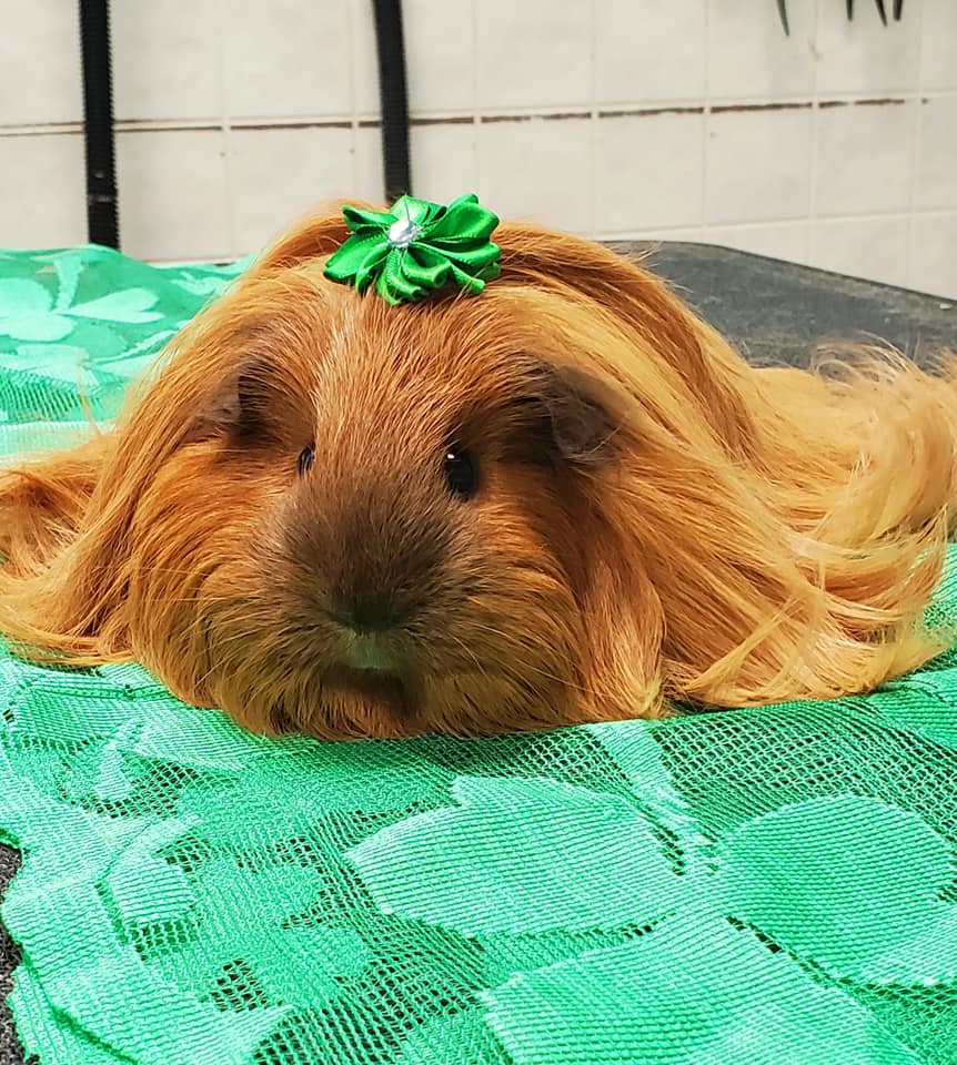 Pawsitively Paradise Pet Resort Photo Gallery | Angola, IN