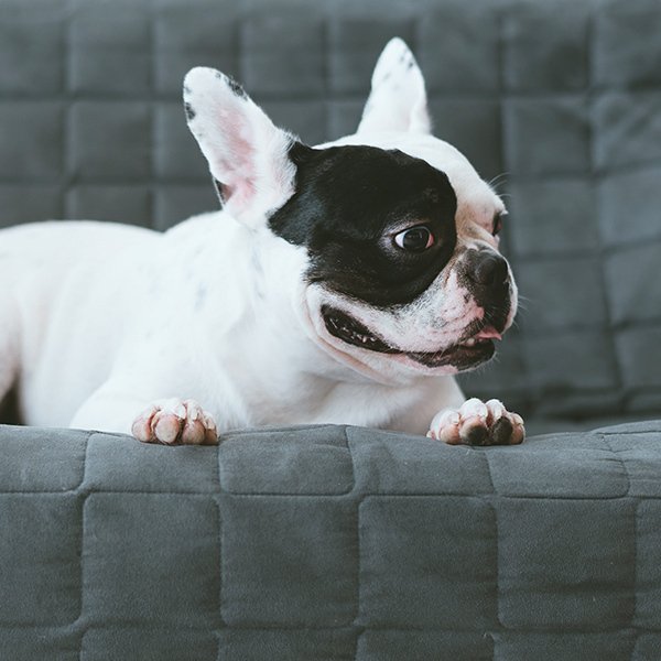 Pawsitively Paradise Pet Resort | Pet Services | Angola, IN