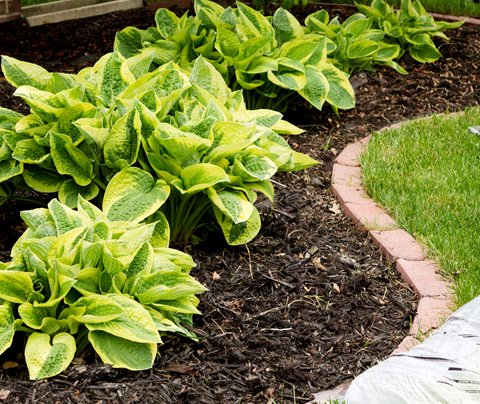 Jason Lawn & Landscaping LLC | Landscaping Manchester
