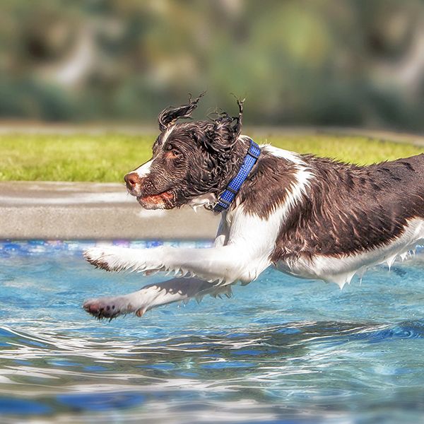 Dog Boarding and Daycare | Bark City | Huntington Beach, CA