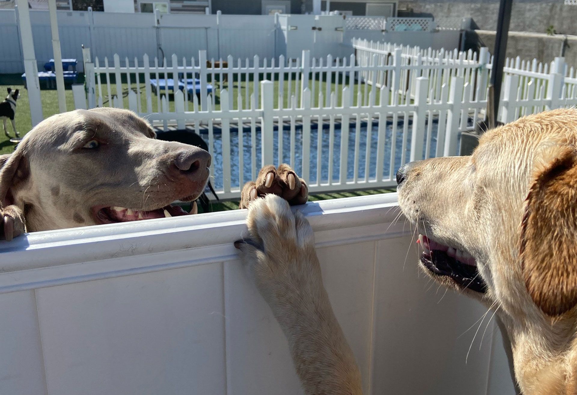 Dog Boarding Long Beach
