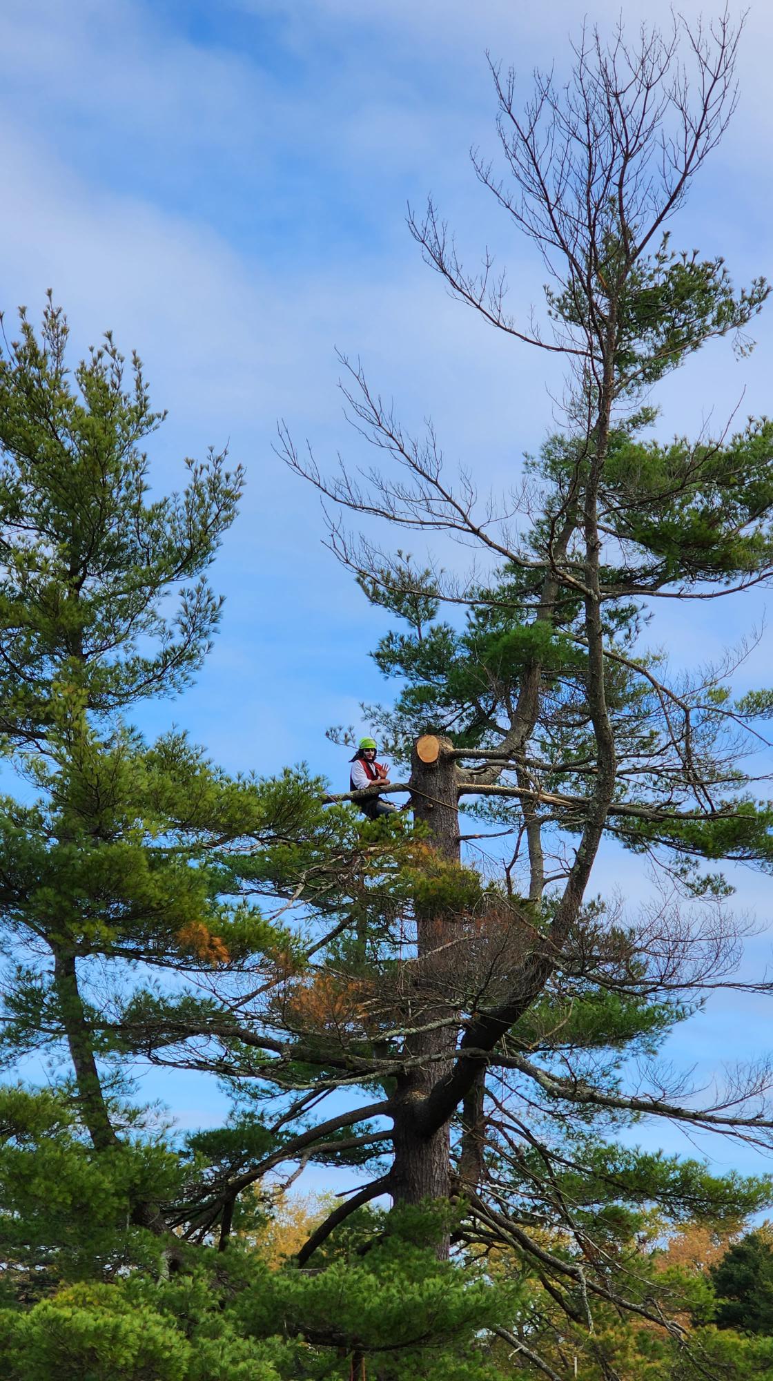 Whitman, MA Emergency Tree Care & Removal | Elliott Tree