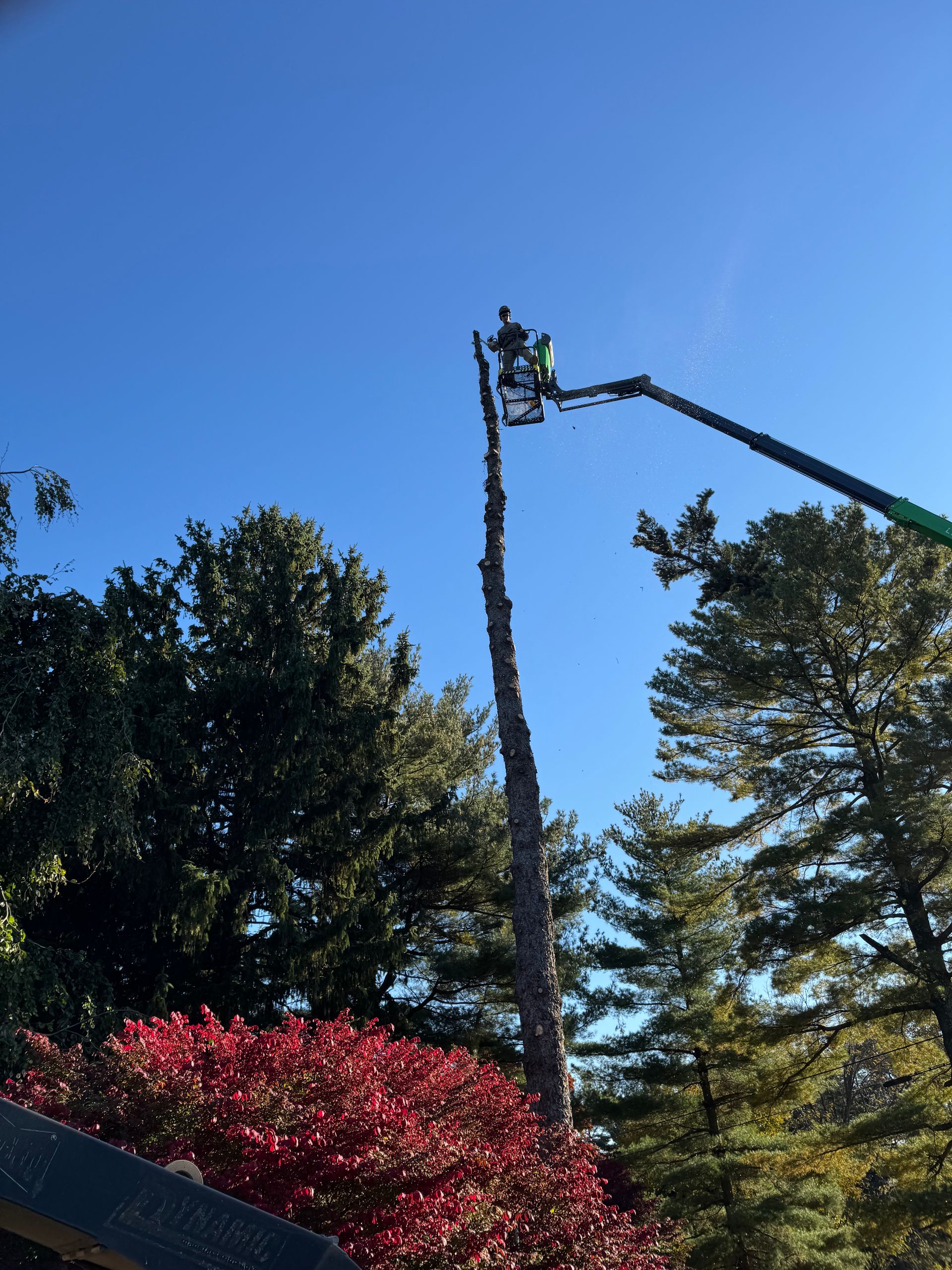 Tree Service | Hungry Beaver Tree Service | Lehigh Valley, PA