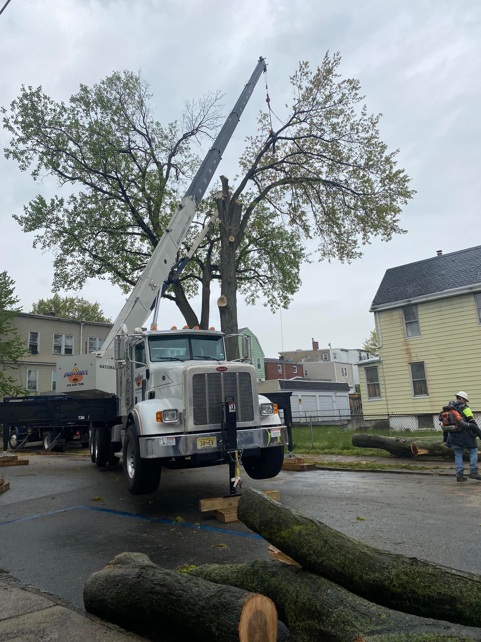 Atlas Tree Service Photo Gallery | Lyndhurst, NJ