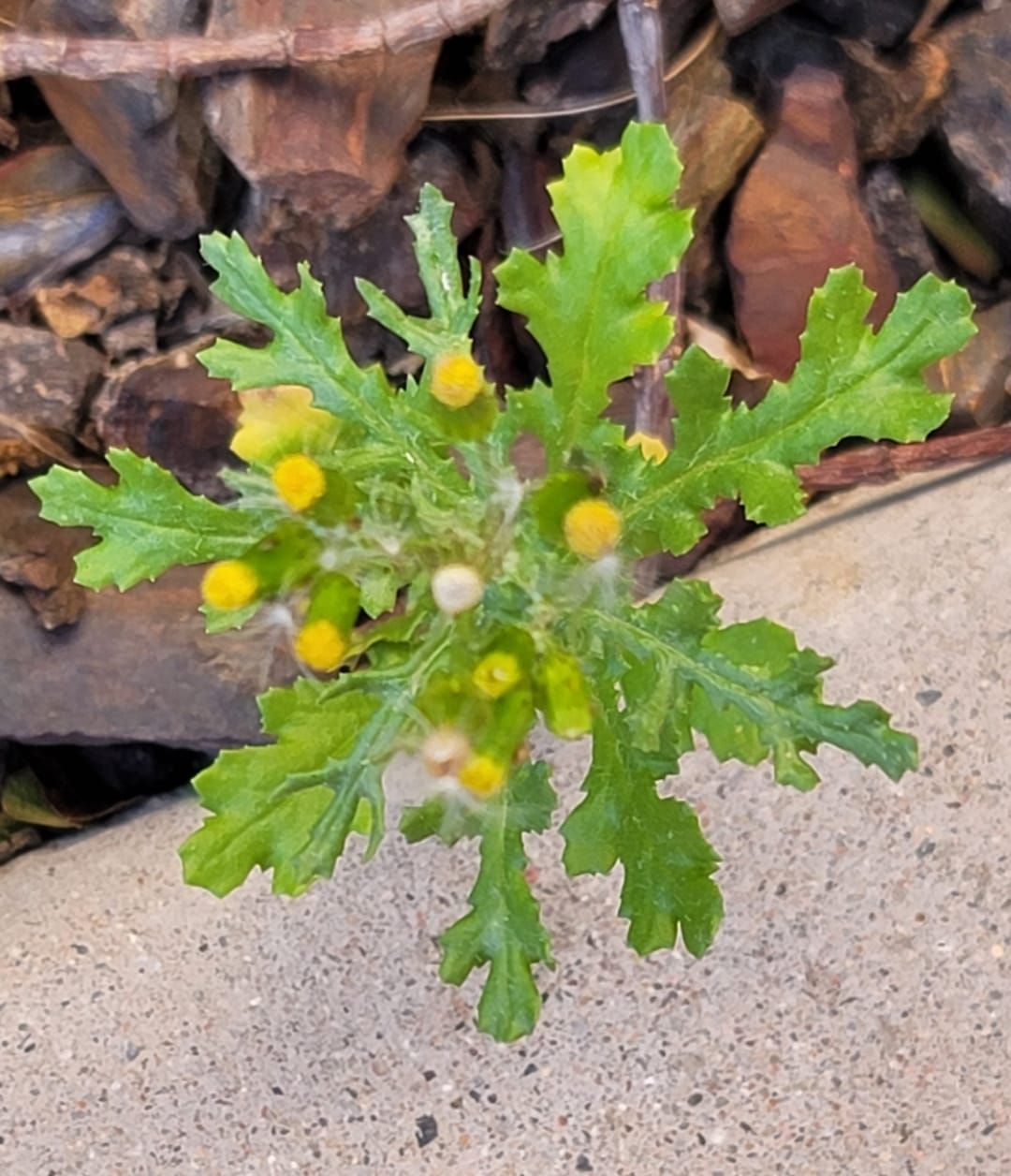 Weed Control Service Mesa, AZ | East Valley Weed Control