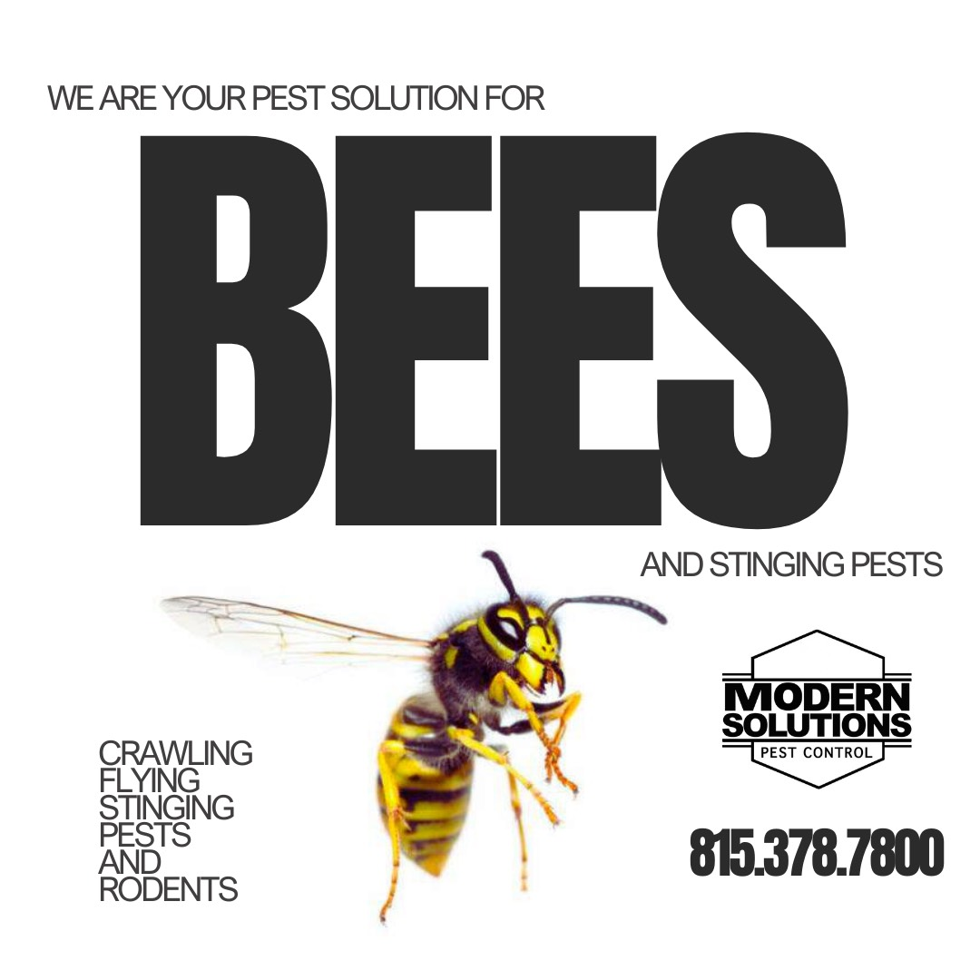 🐝 Wasp & Hornet Season is Here—What You Need to Know