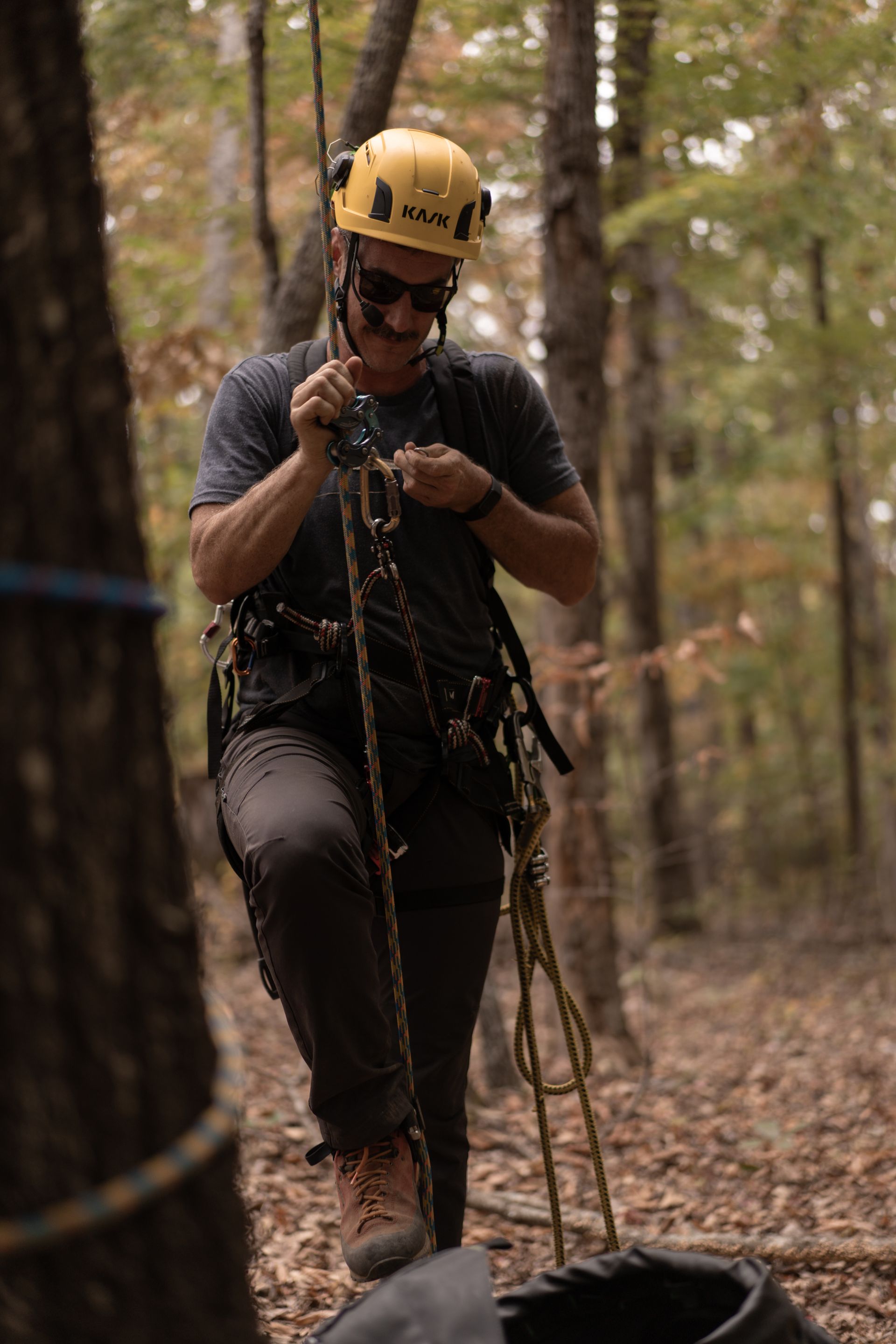 Gallery | Premier Tree Care LLC