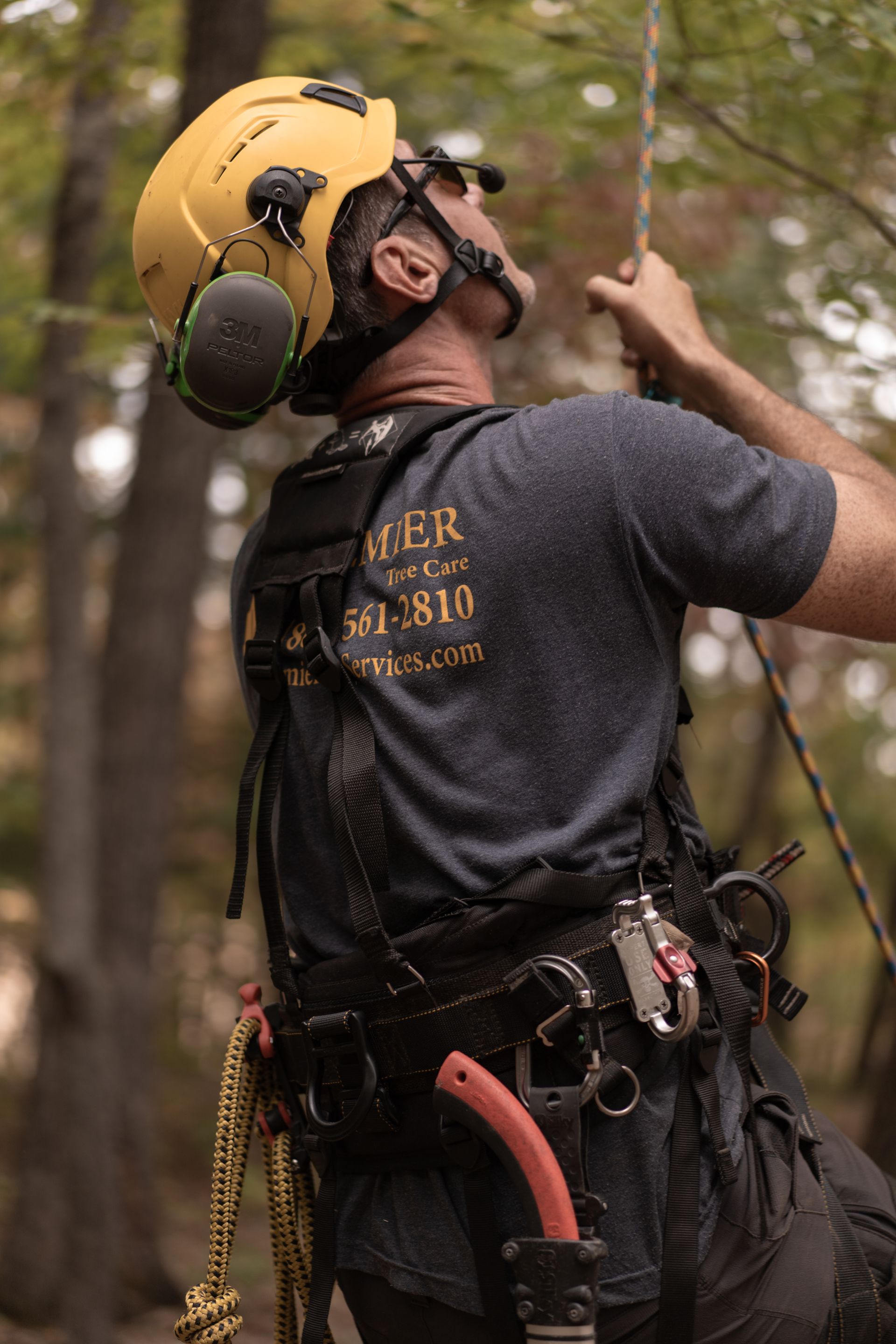 Gallery | Premier Tree Care LLC