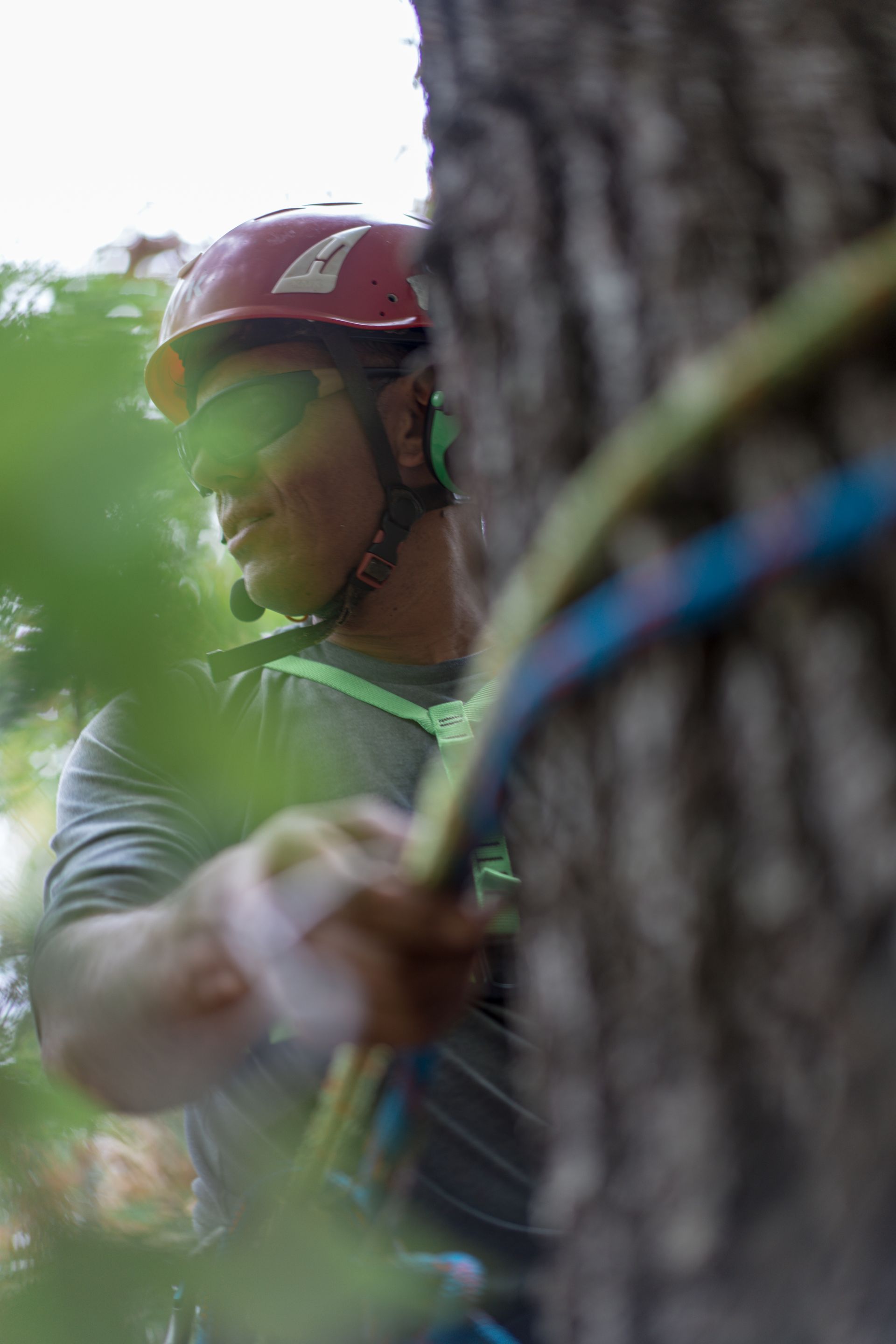 Gallery | Premier Tree Care LLC