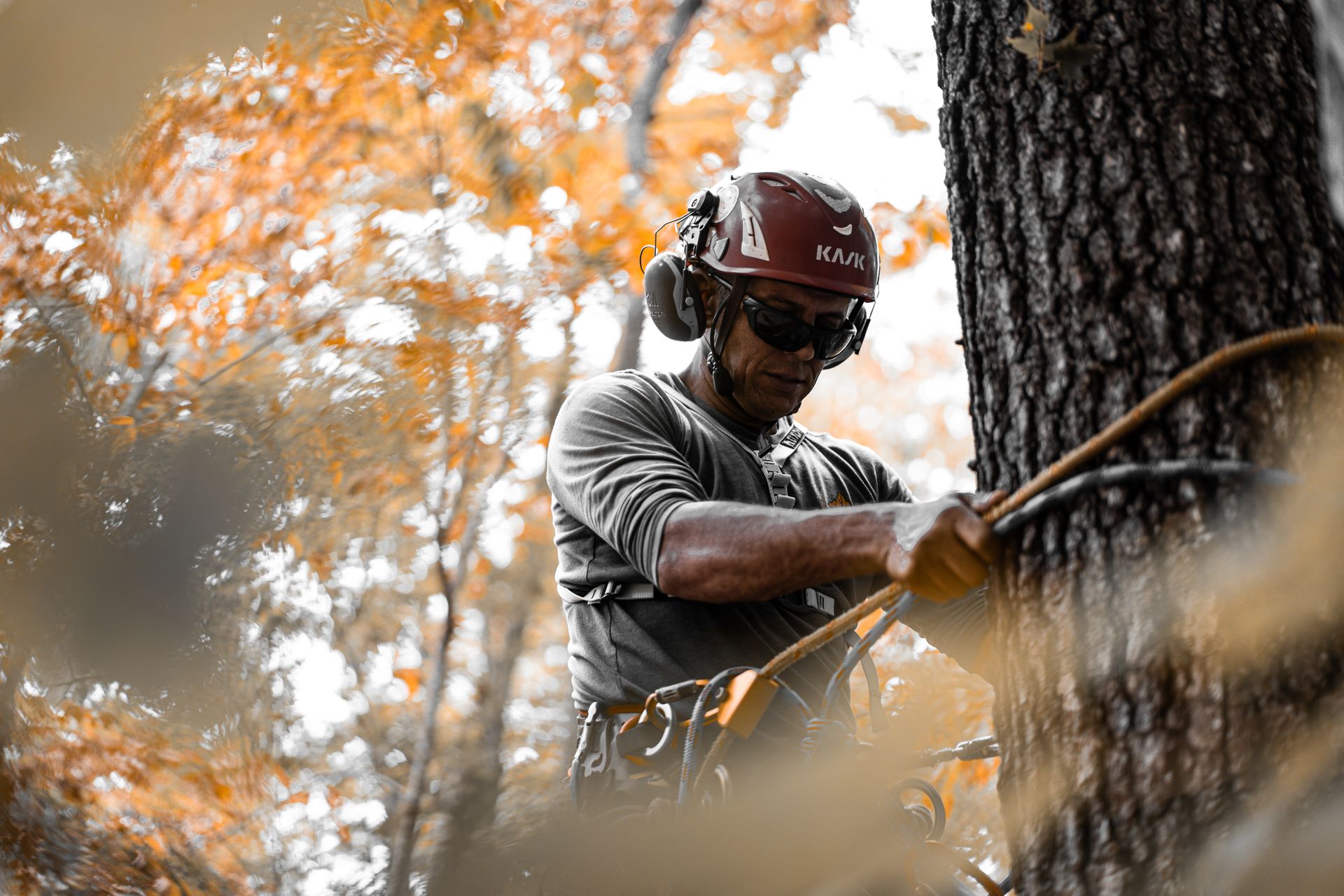 Gallery | Premier Tree Care LLC