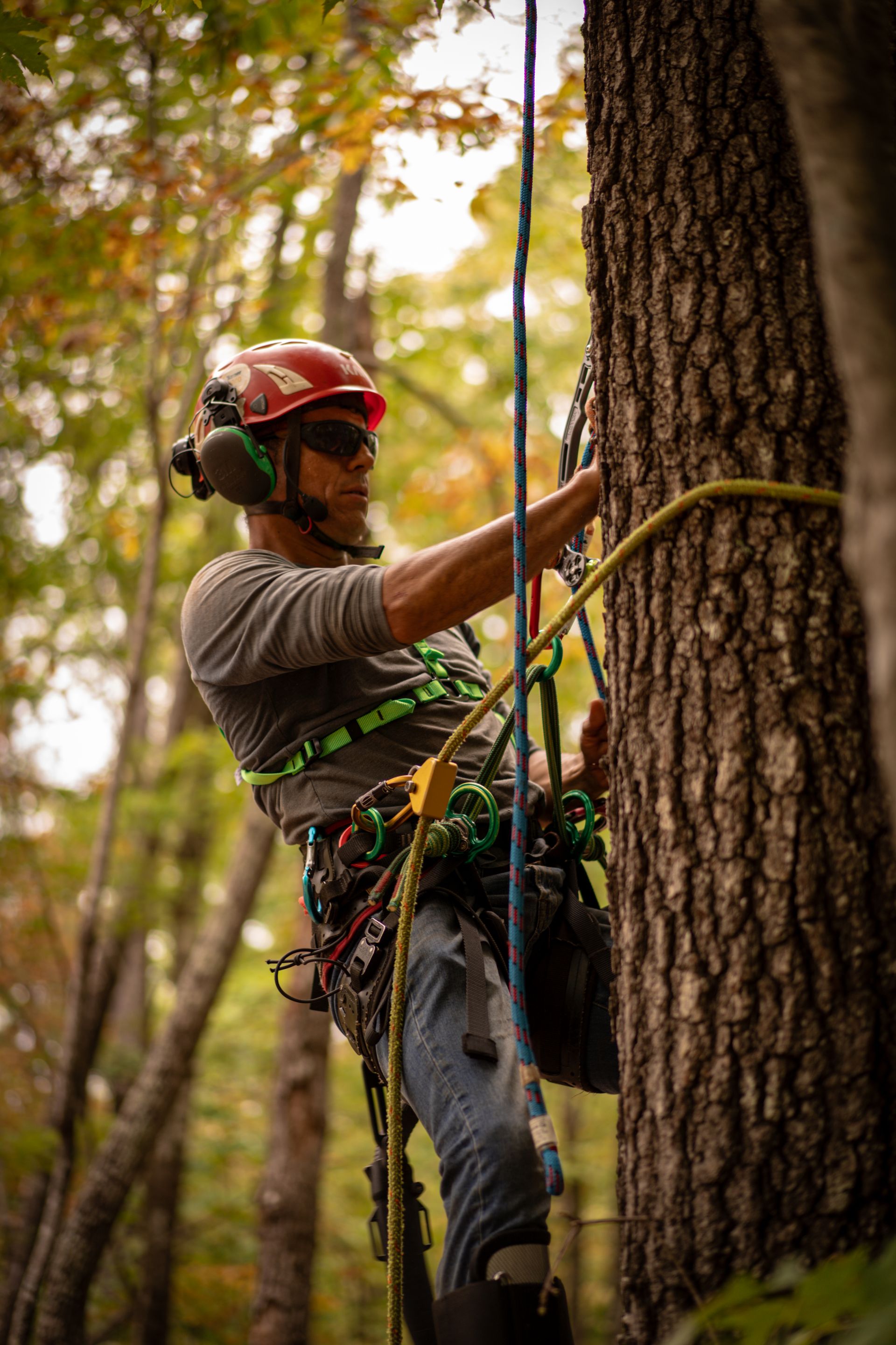 Gallery | Premier Tree Care LLC