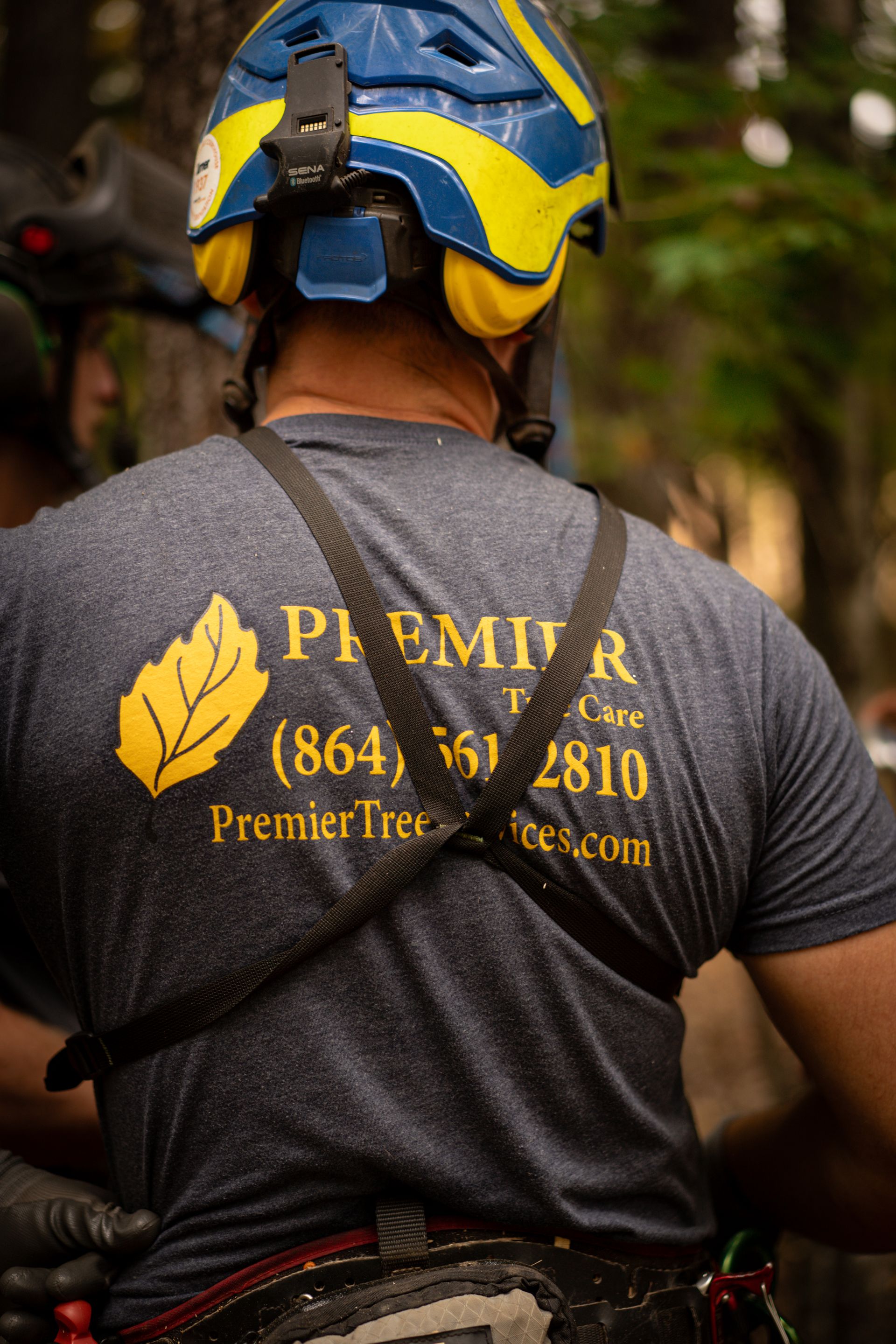 Gallery | Premier Tree Care LLC