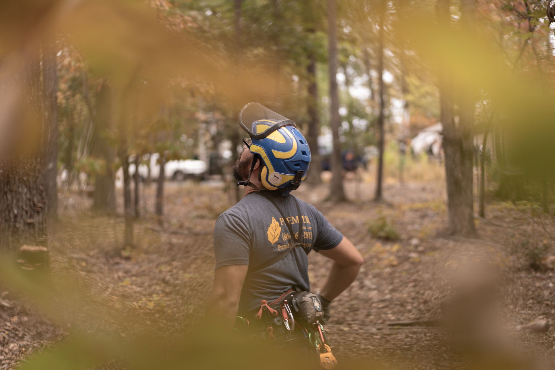 Gallery | Premier Tree Care LLC