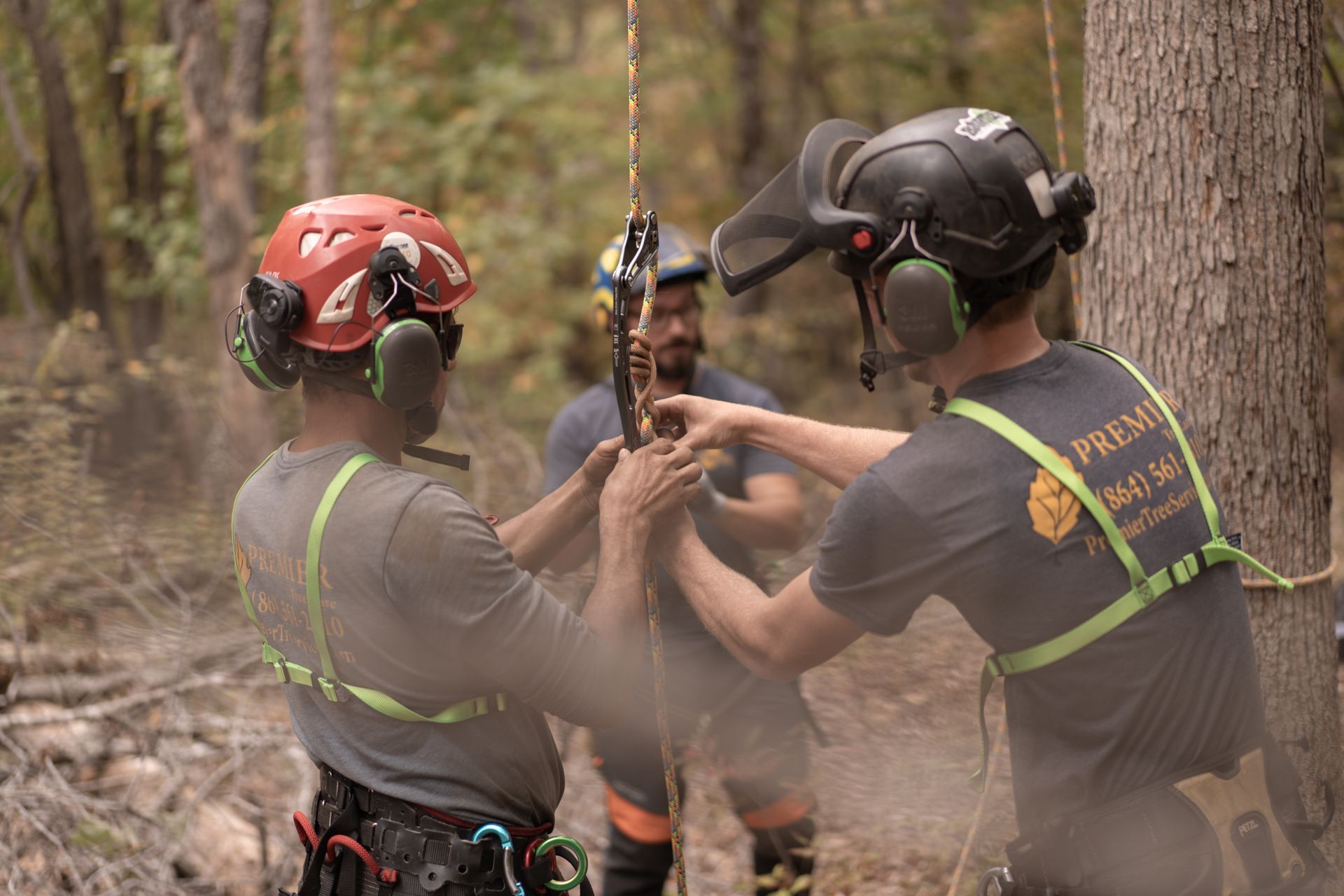 Gallery | Premier Tree Care LLC