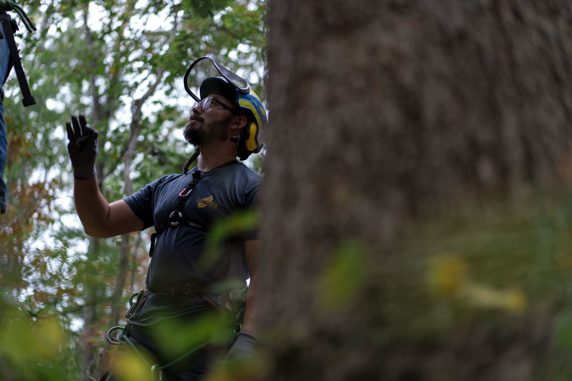 Gallery | Premier Tree Care LLC