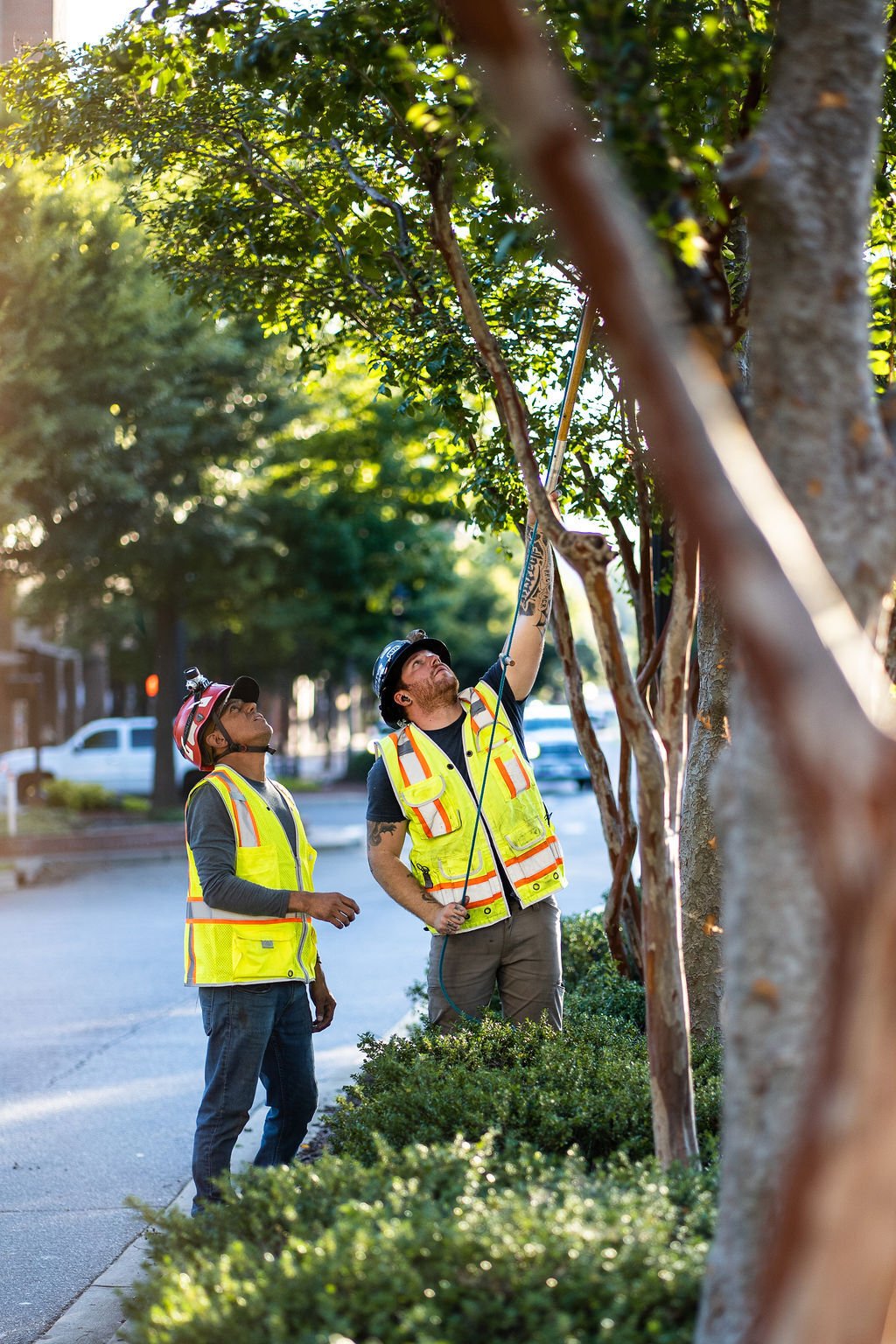 Gallery | Premier Tree Care LLC