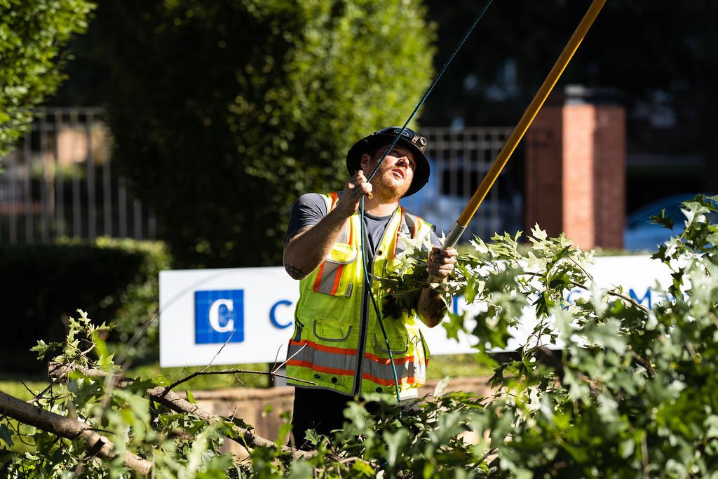 Gallery | Premier Tree Care LLC