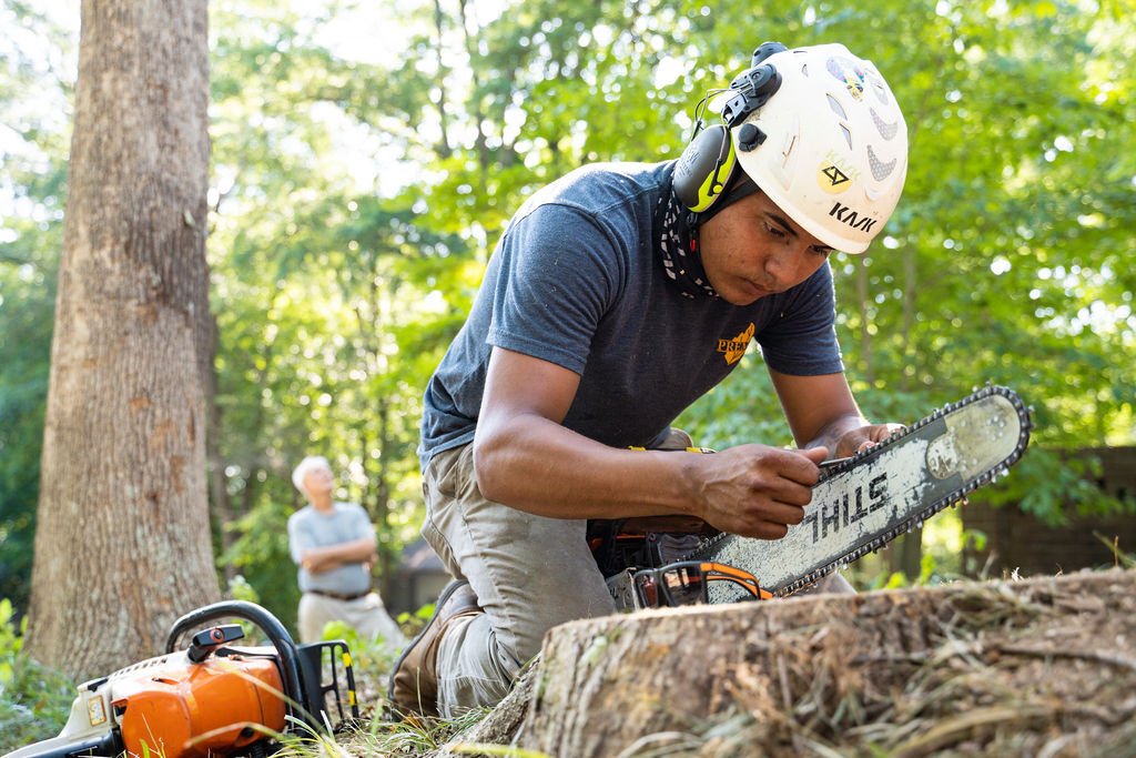 Gallery | Premier Tree Care LLC