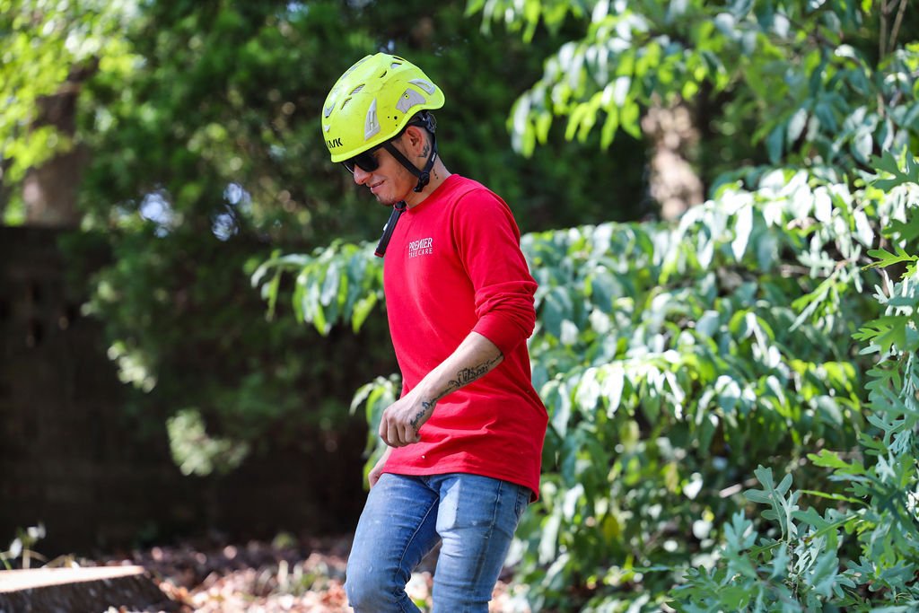 Gallery | Premier Tree Care LLC