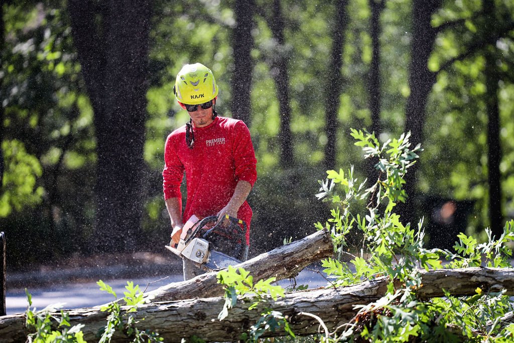 Gallery | Premier Tree Care LLC
