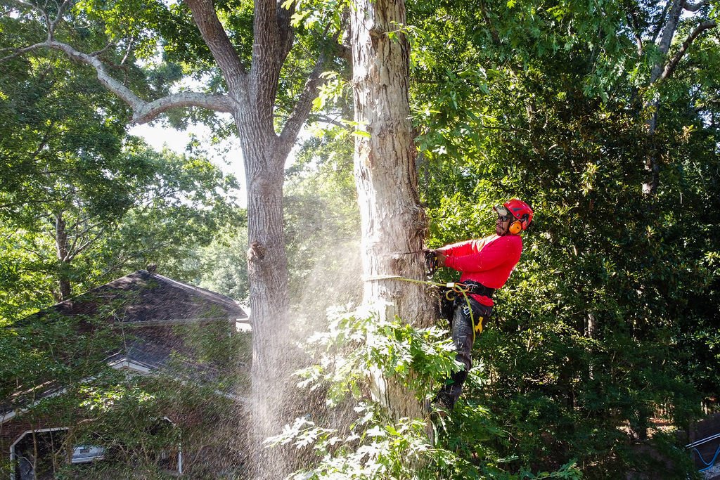 Gallery | Premier Tree Care LLC