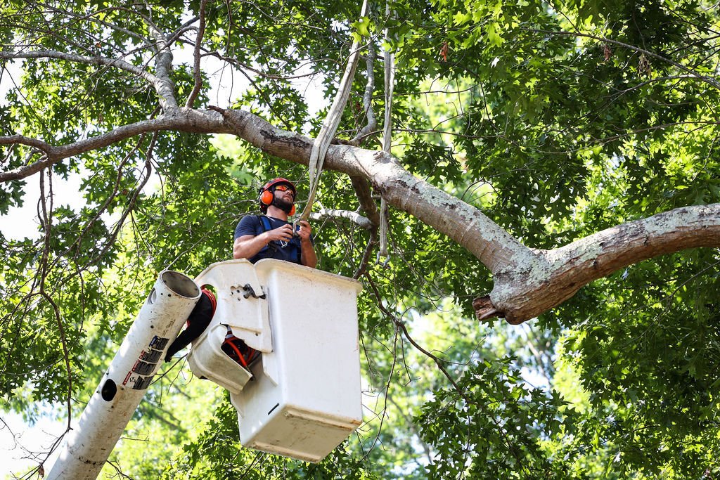 Gallery | Premier Tree Care LLC