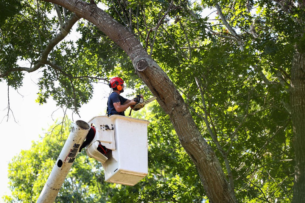 Gallery | Premier Tree Care LLC