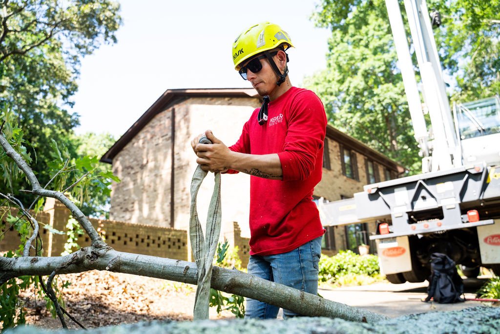 Gallery | Premier Tree Care LLC