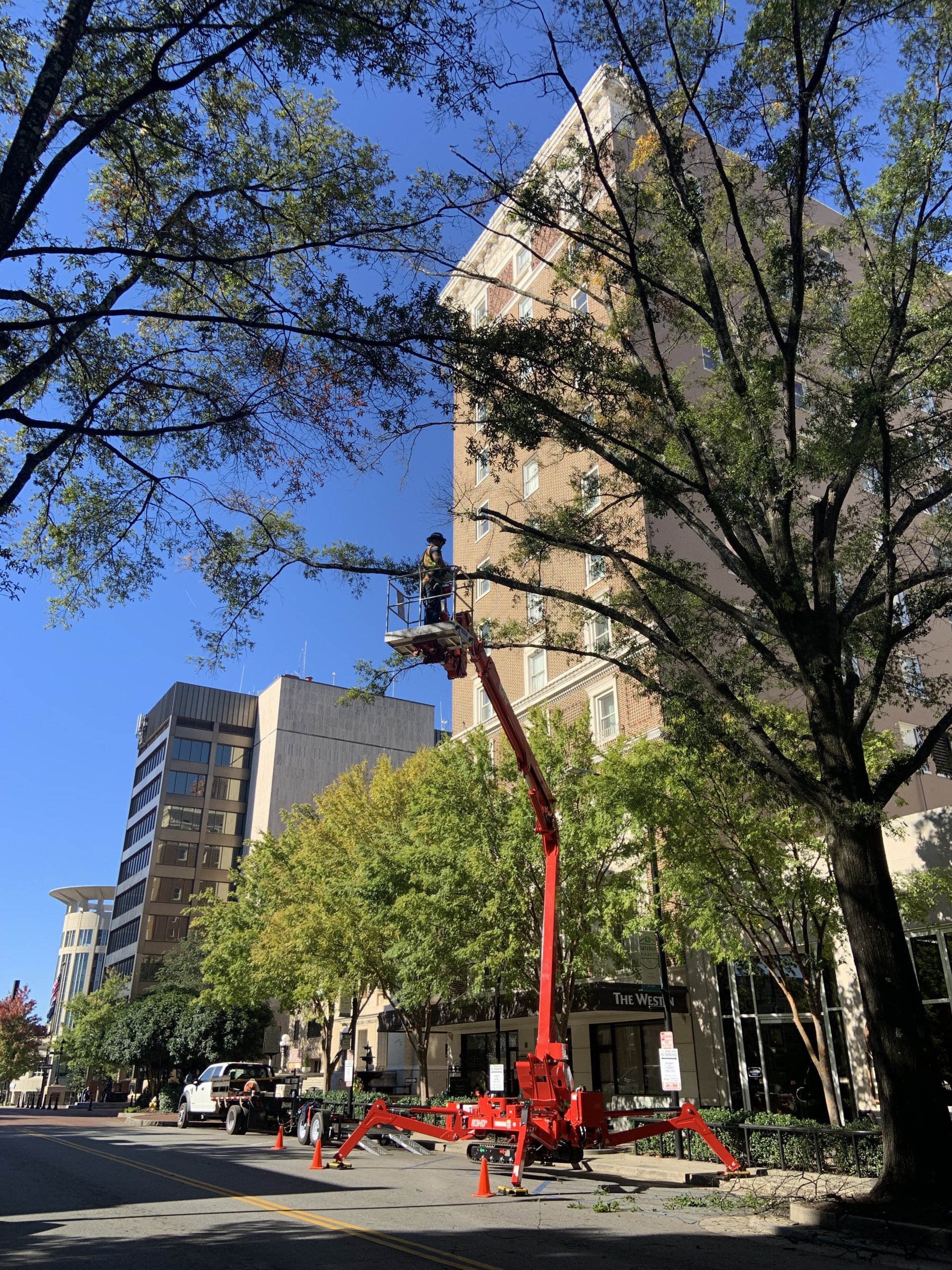 Gallery | Premier Tree Care LLC