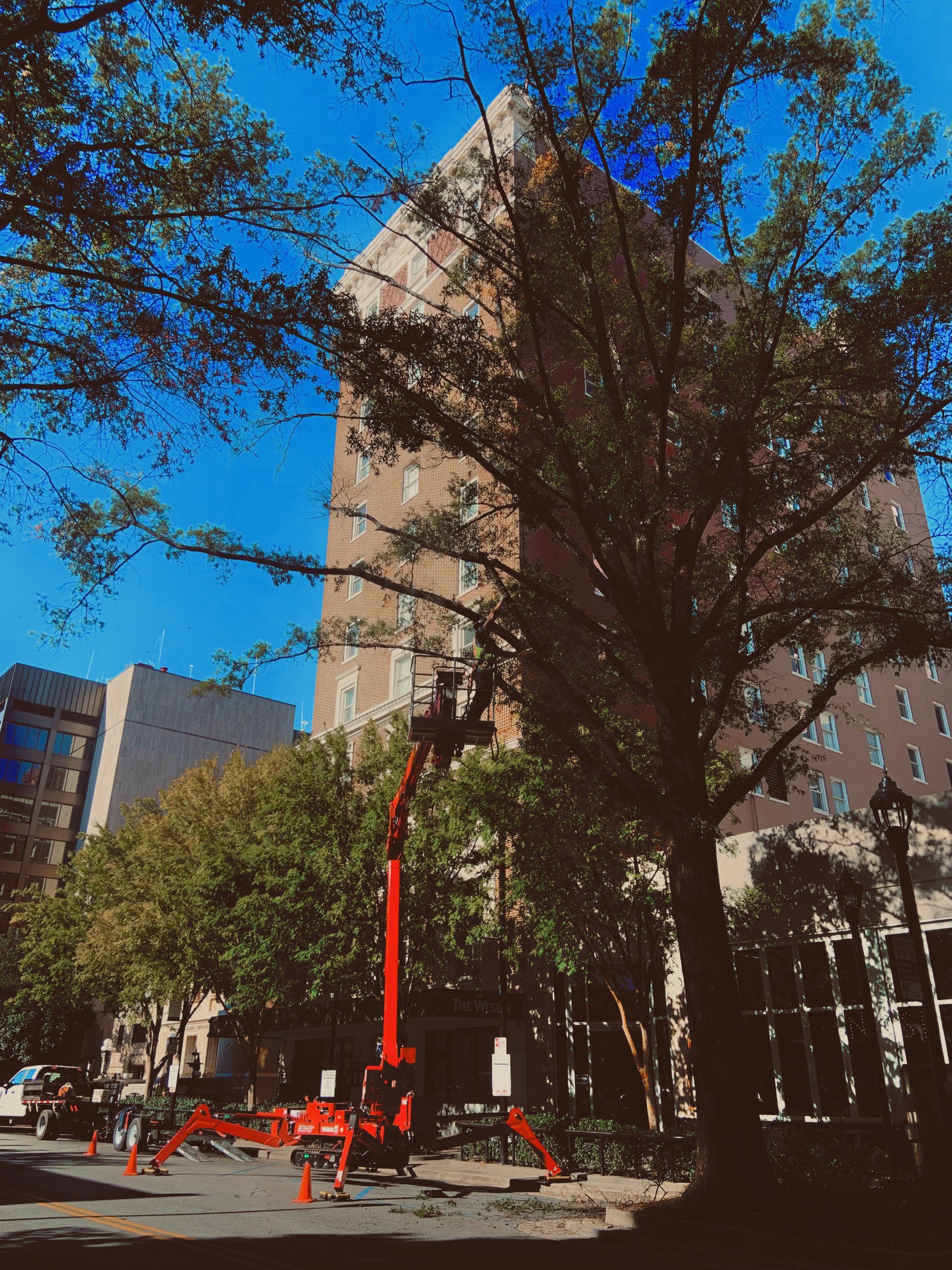 Gallery | Premier Tree Care LLC