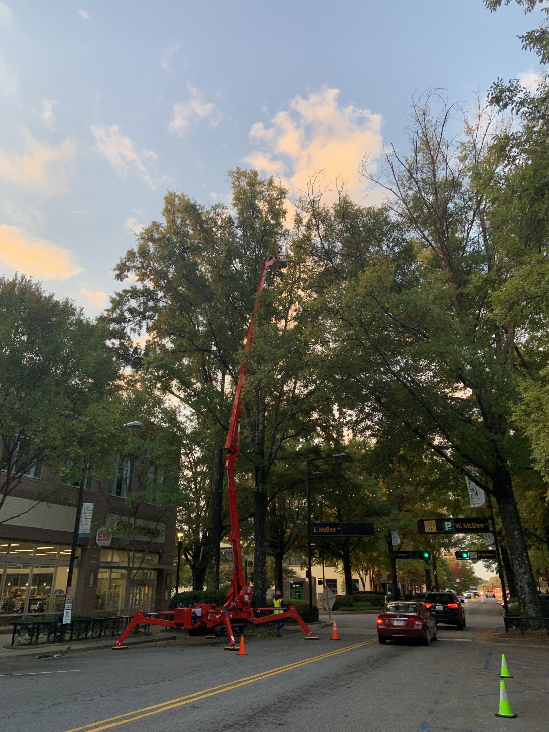 Gallery | Premier Tree Care LLC