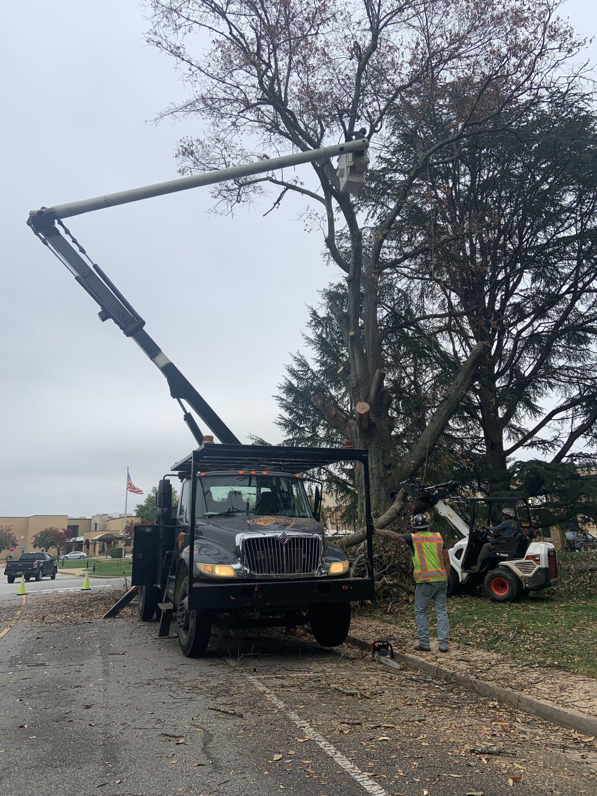 Gallery | Premier Tree Care LLC