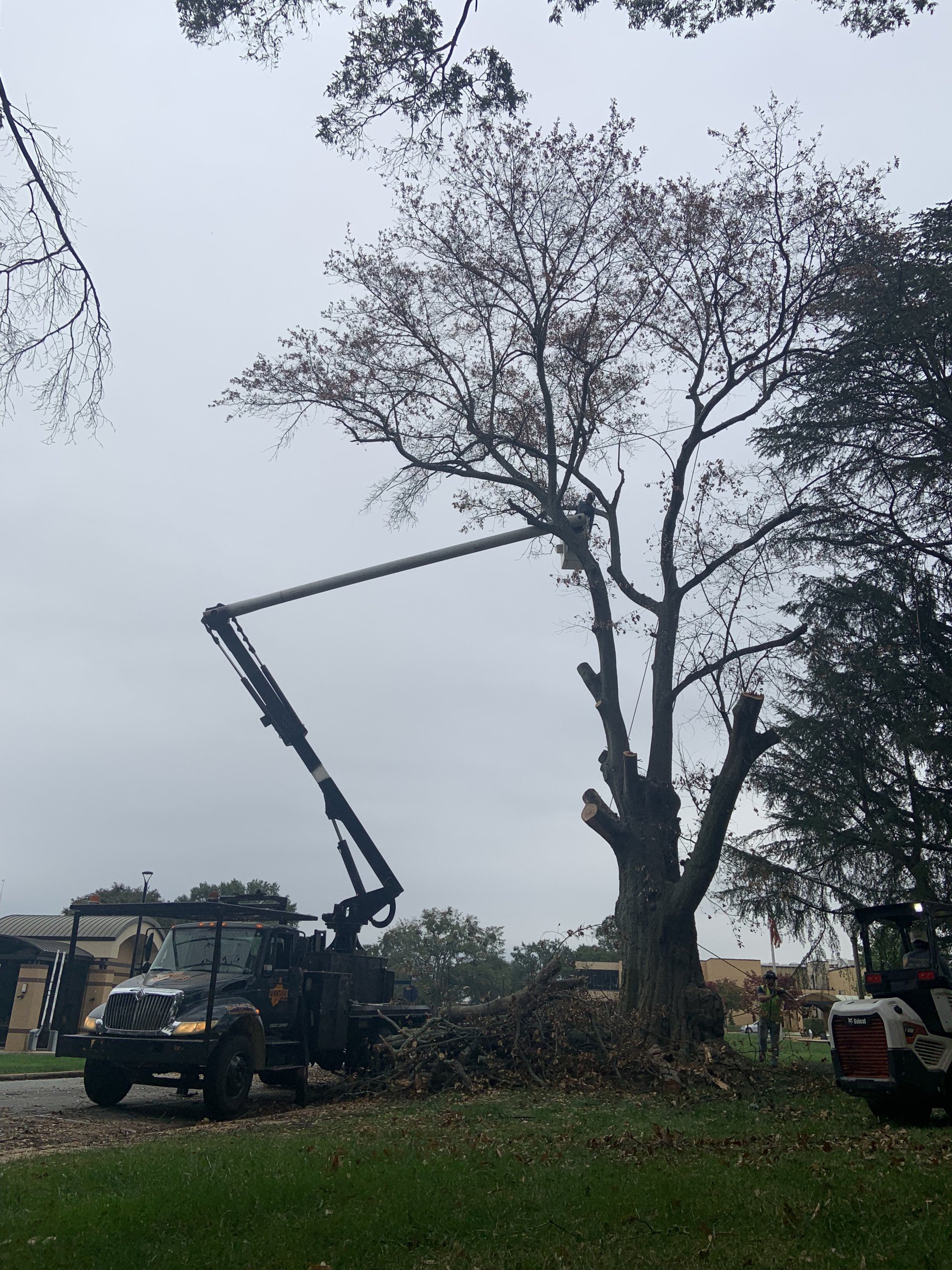 Gallery | Premier Tree Care LLC