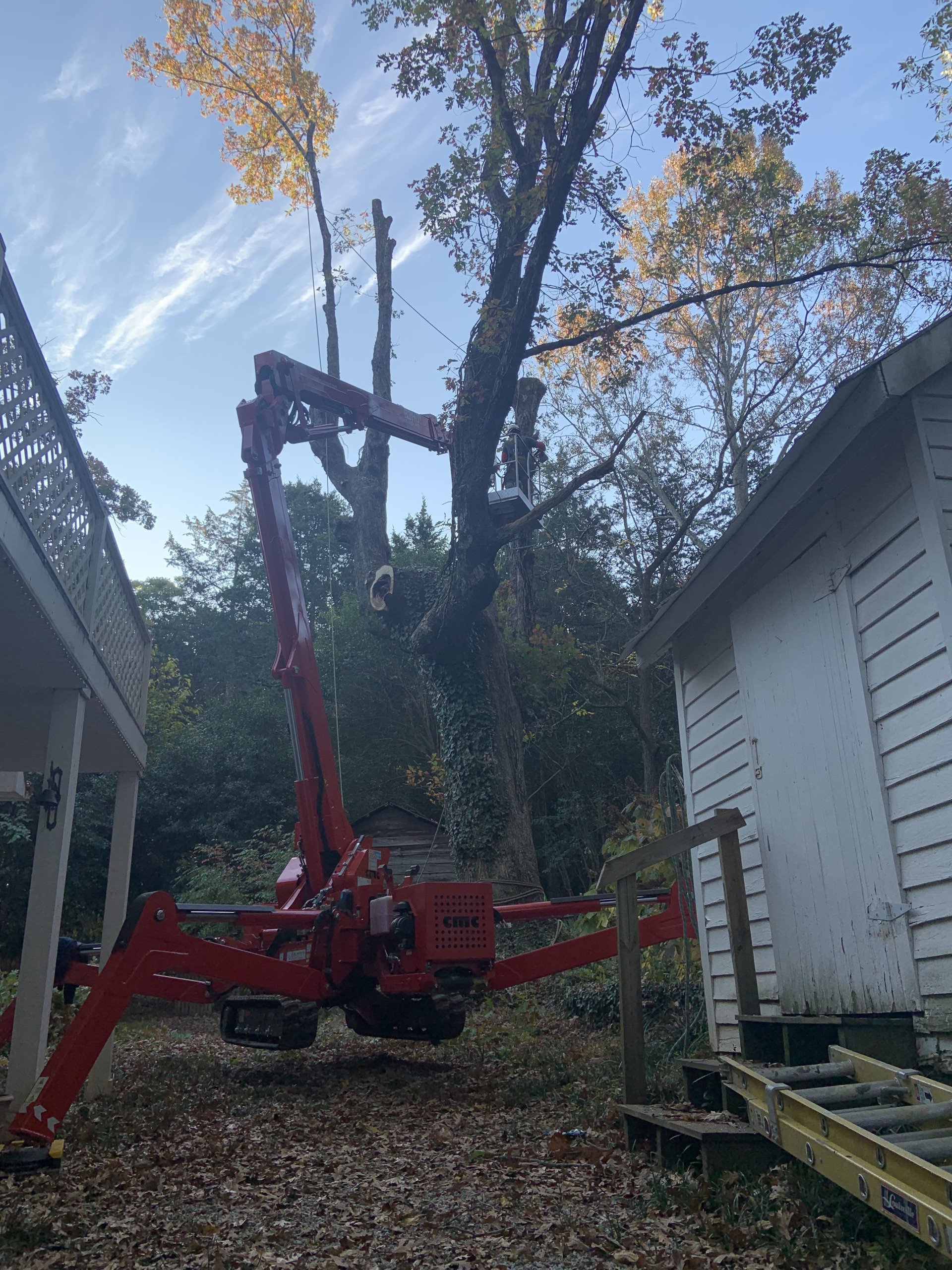 Gallery | Premier Tree Care LLC