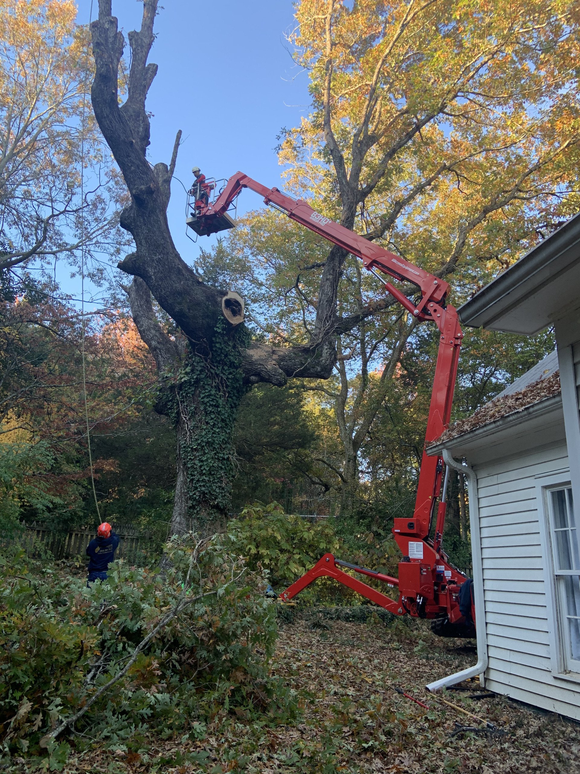 Gallery | Premier Tree Care LLC