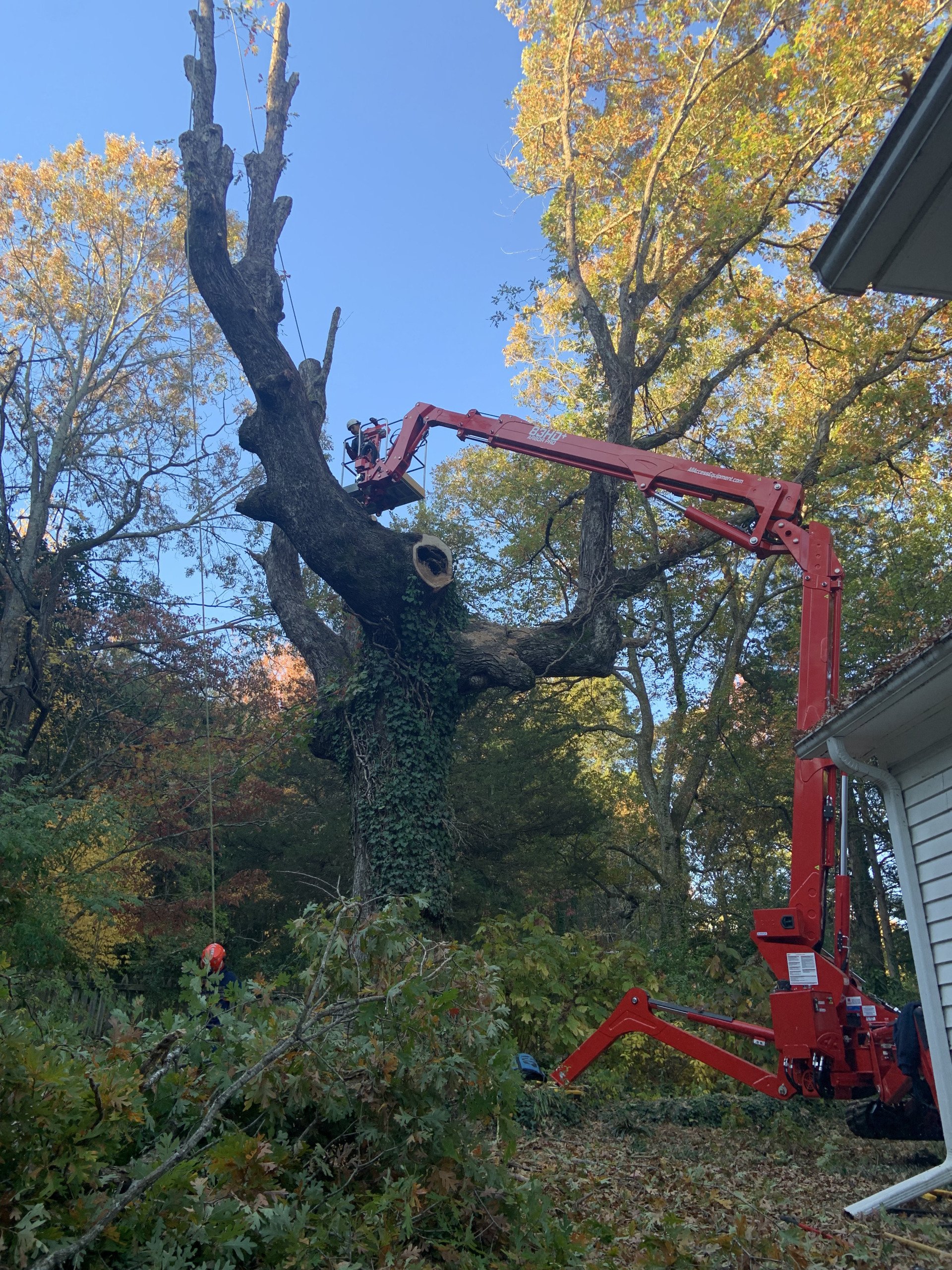 Gallery | Premier Tree Care LLC