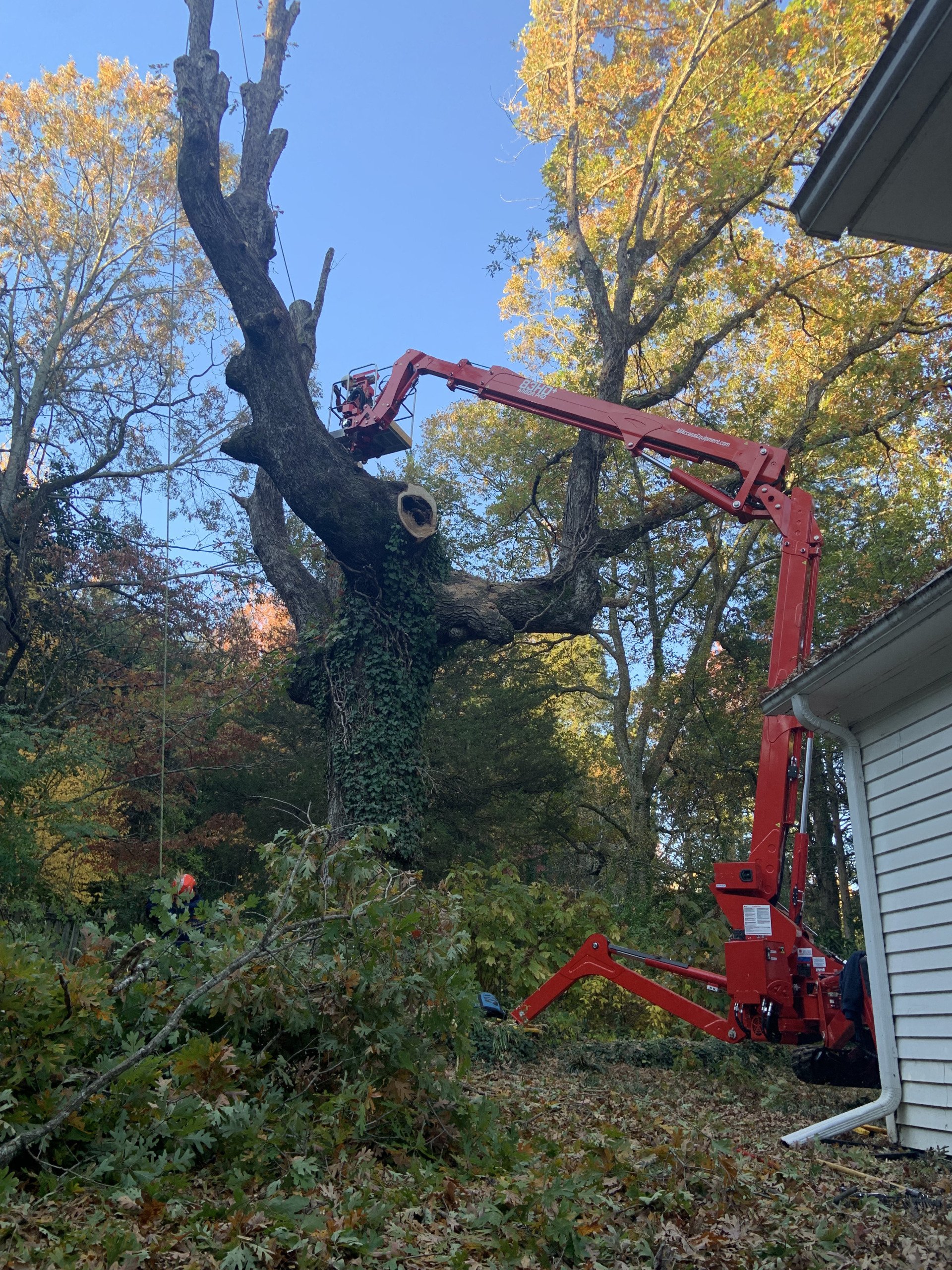 Gallery | Premier Tree Care LLC
