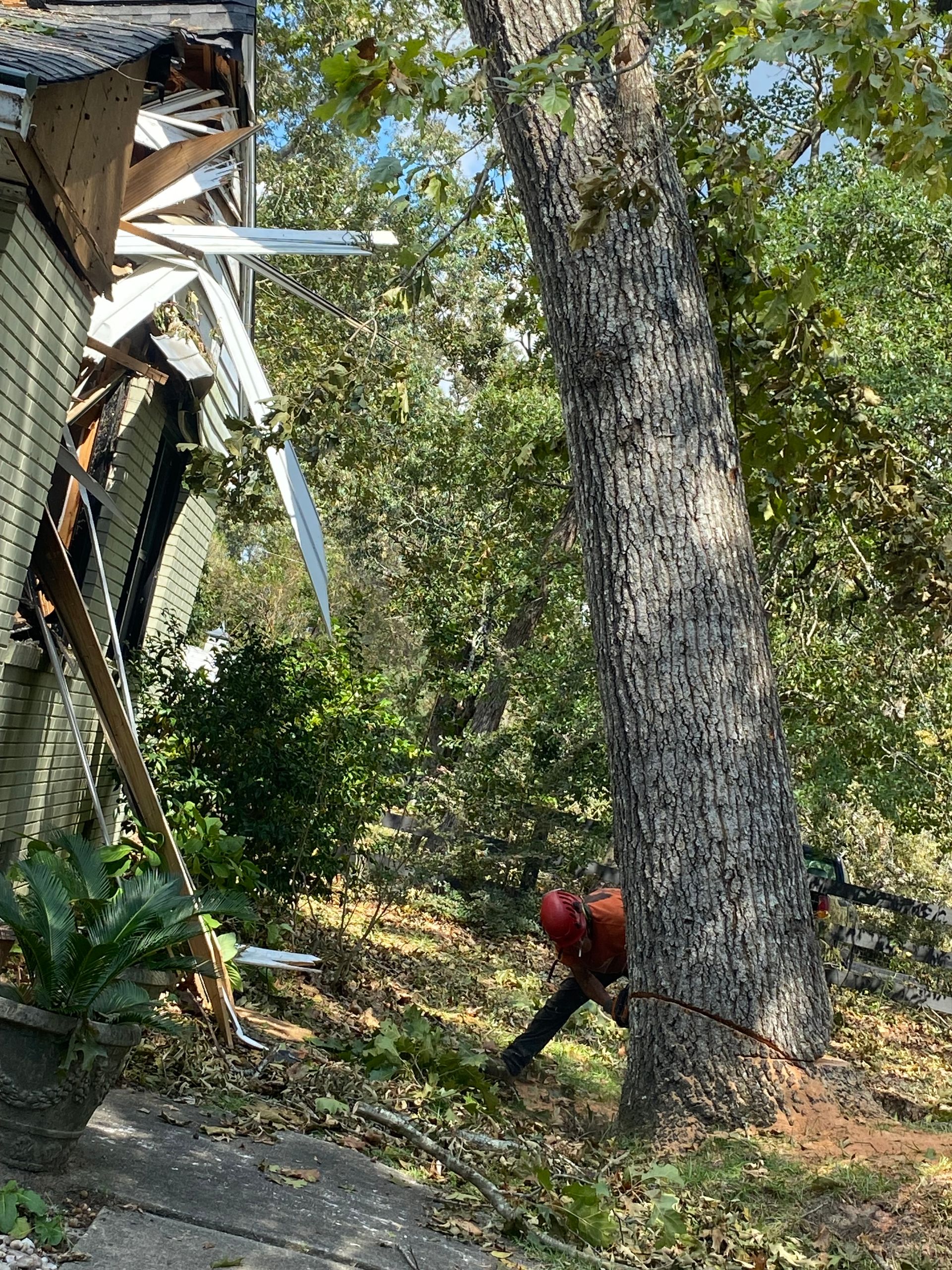 Gallery | Todd's Tree Service | Colchester, CT Area