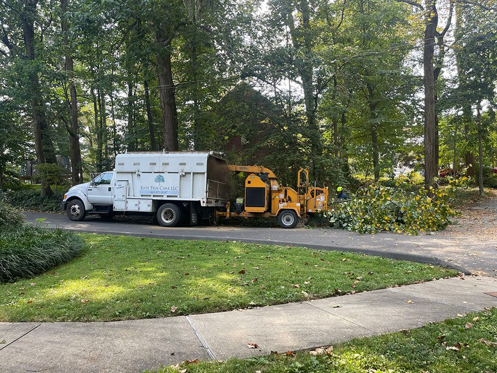 Tree Removal | Elite Tree Care | Anne Arundel County, MD