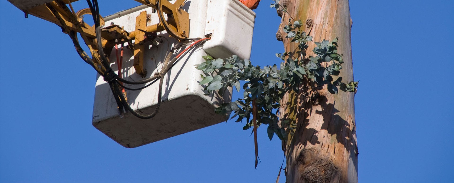 Tree Arborist St Petersburg, FL | Tree Rescue, LLC