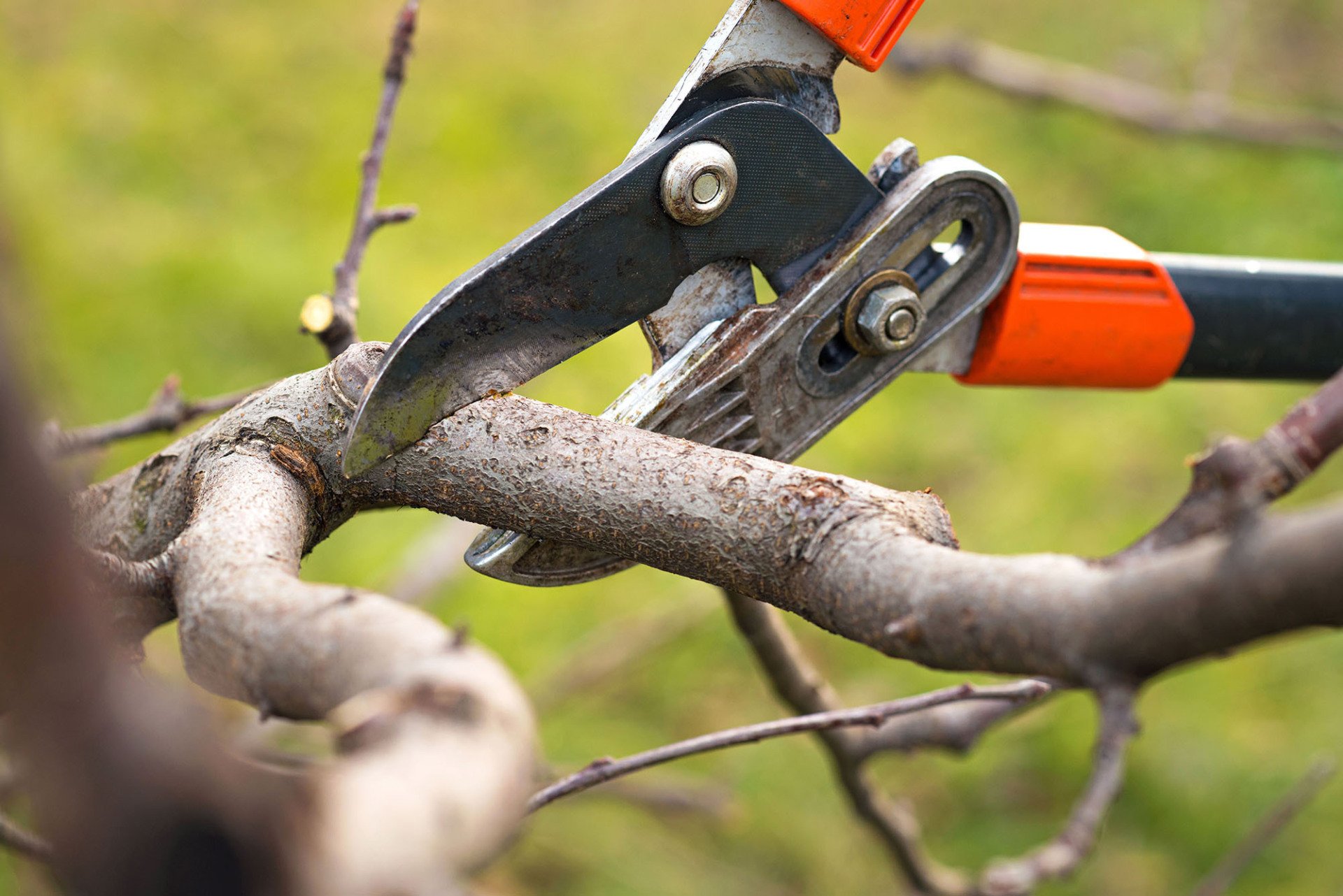 Tree Arborist St Petersburg, FL | Tree Rescue, LLC