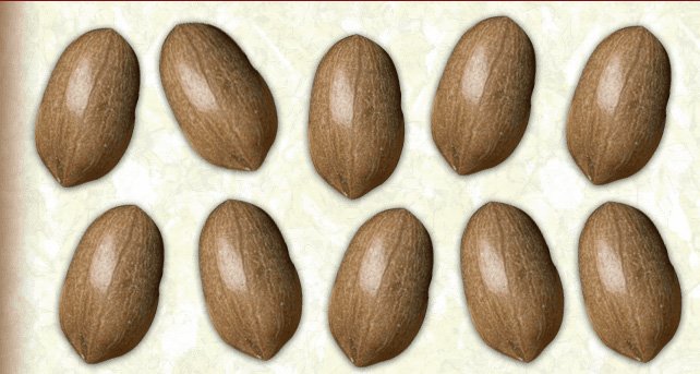 Cracking & Shelling | Norman, OK - Mason’s Pecans & Peanuts, LLC