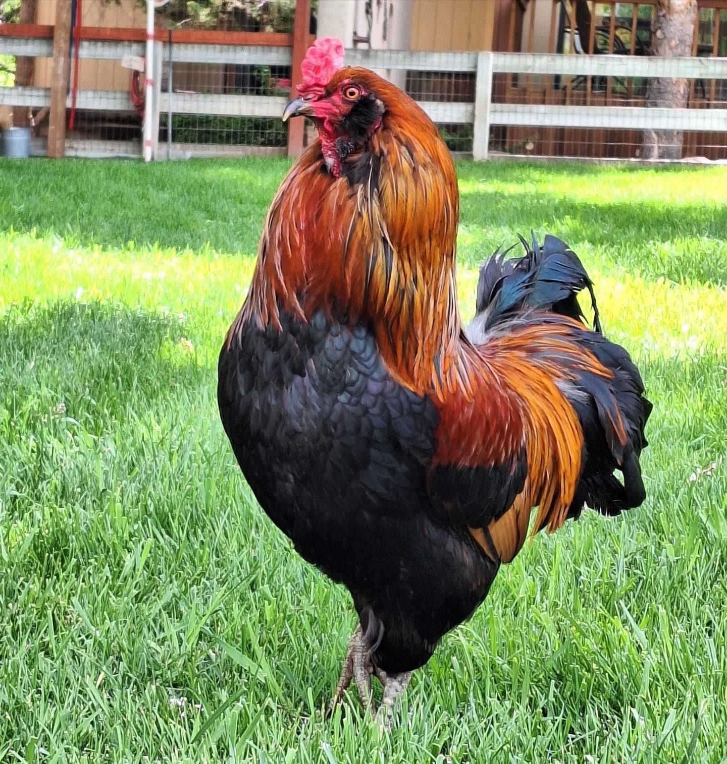 Small Animal Daycare | Boulder, CO
