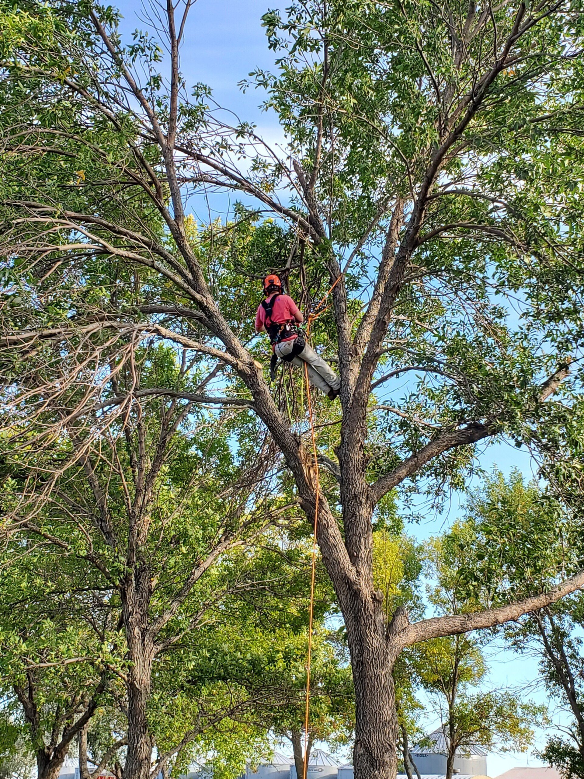 Tyler’s Tree Service | Arborist | West Fargo, ND