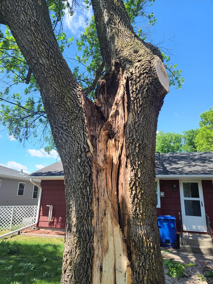 Tyler’s Tree Service Photo Gallery | West Fargo, ND