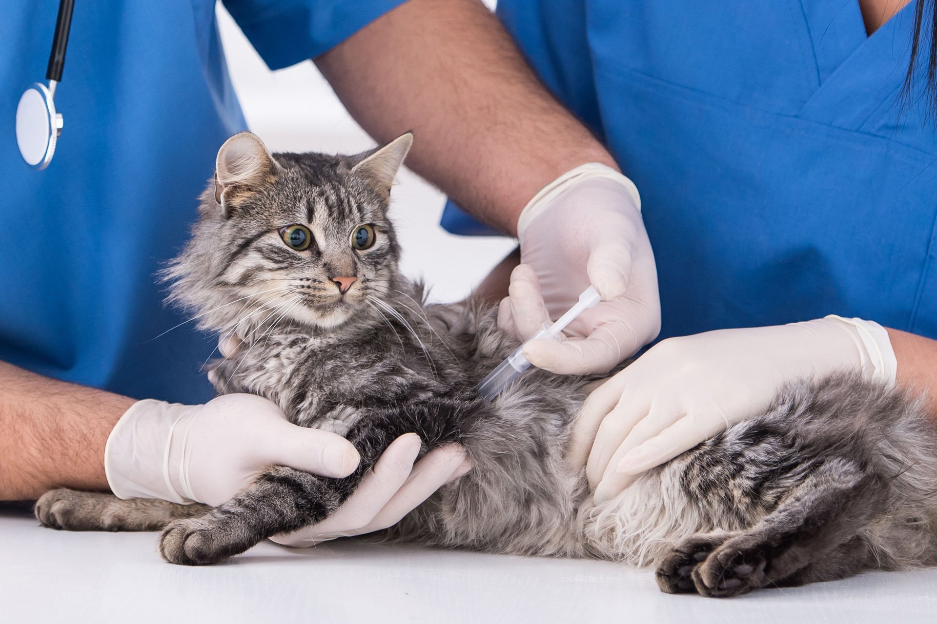Pet Care Services | Pet Day Surgery | Lebanon, PA