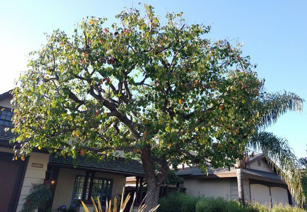 Tree Services Capistrano Beach, CA | Luna Tree
