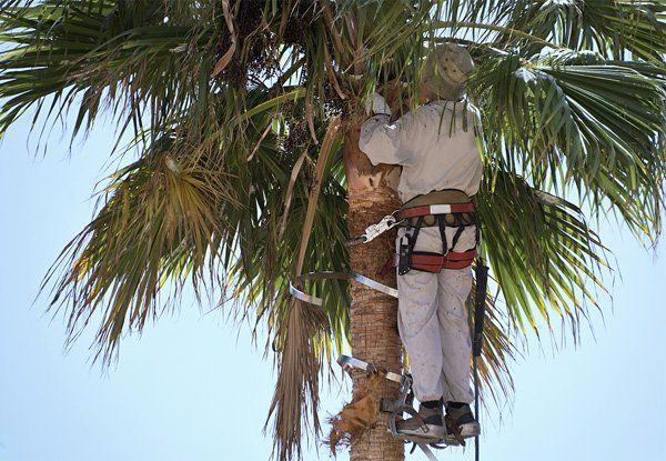 Luna Tree Photo Gallery | Capistrano Beach, CA