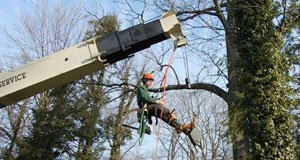 Arrow Tree Service, Inc - Tree Removal and Care | Bergen County, NJ